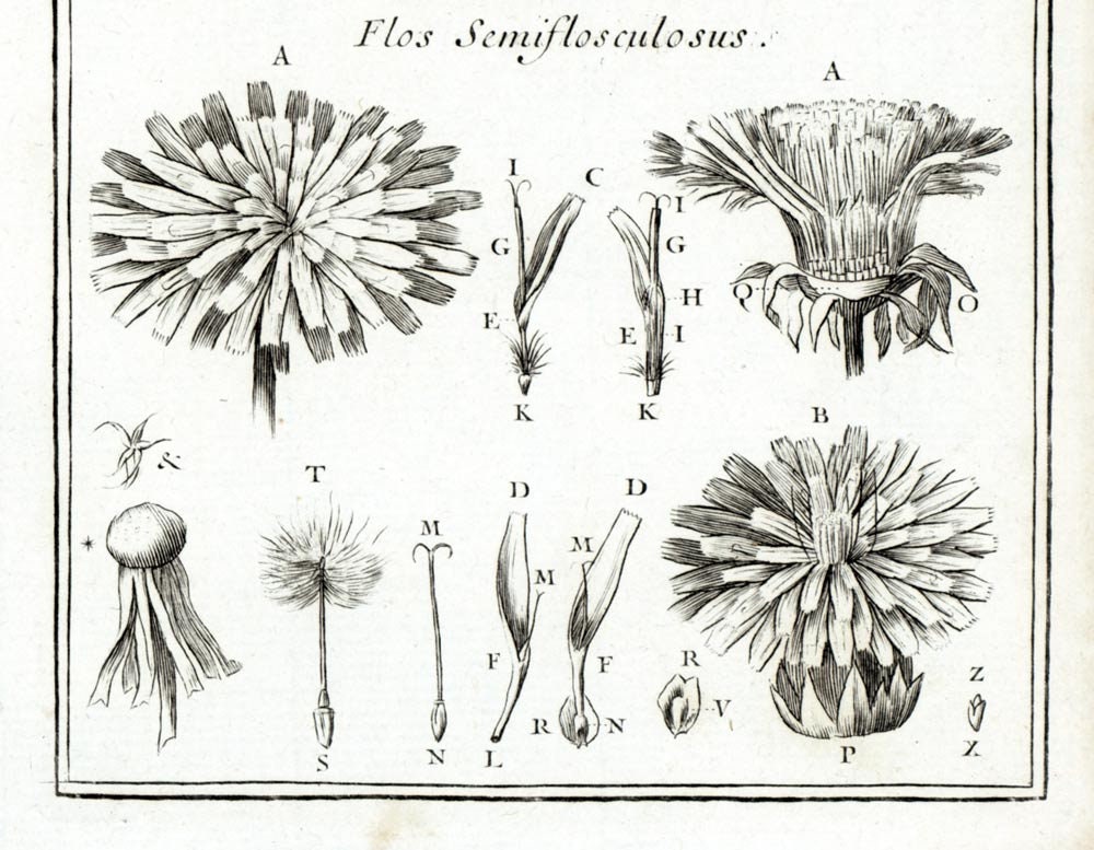 1797 Anatomy Dandelion Flower Cornflower Anther Ovary Stigma Morphology ...