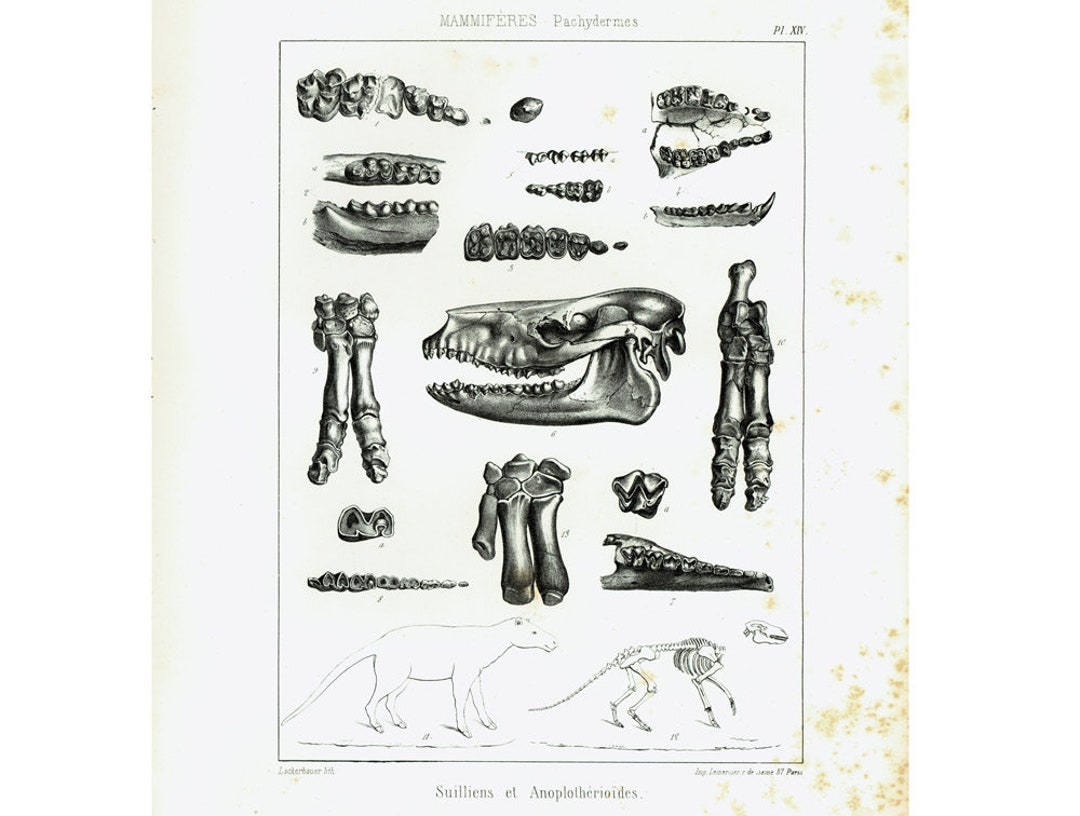 1853 Squelette Pachydermes Mammifères Dent Crâne Mâchoire Fossile ...