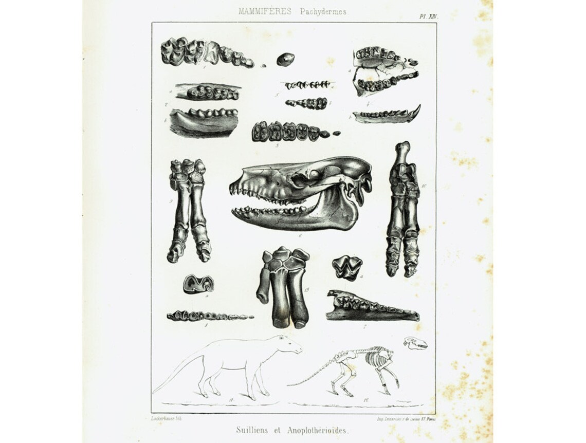 1853 Tapir Elephant Pachydermata Jurassic Skull Antique Fossil - Etsy