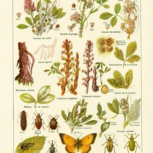 1922 Antique Print of Lucerne Diseases, Alfalfa Pathology, Insect ...