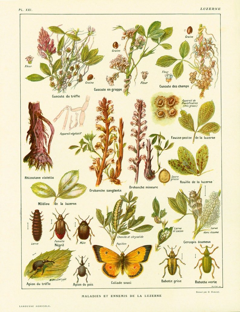 1922 Antique Print of Lucerne Diseases, Alfalfa Pathology, Insect ...