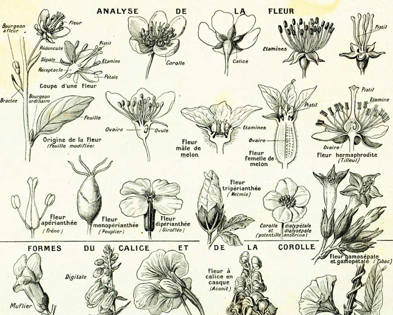 1922 Anatomie d'une fleur Botanique Physiologie Structure | Etsy