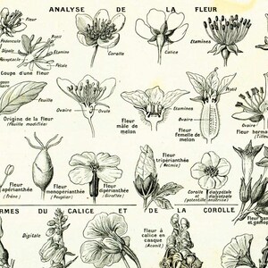 1922 Anatomie d'une fleur Botanique Physiologie Structure - Etsy France