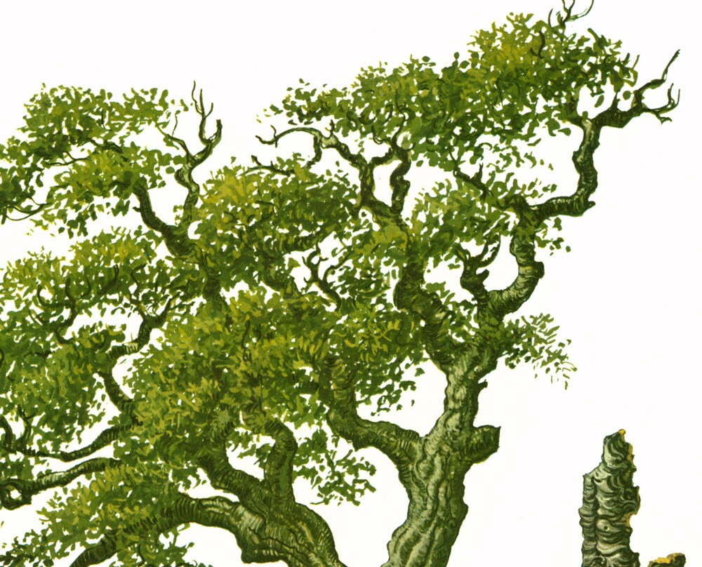 1967 Cork Oak Tree Print Vintage Botanical Illustration Wall - Etsy