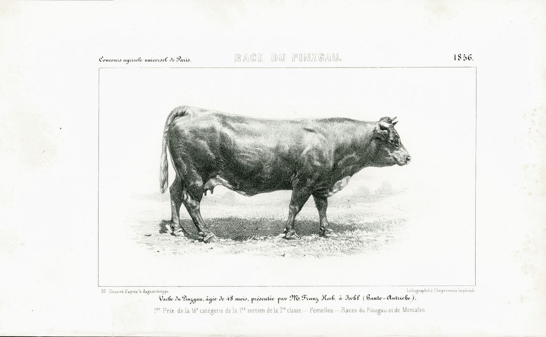 1856 Pinzgau Cattle Bull Antique Cow Breeds Print Farming Cow Breeds ...