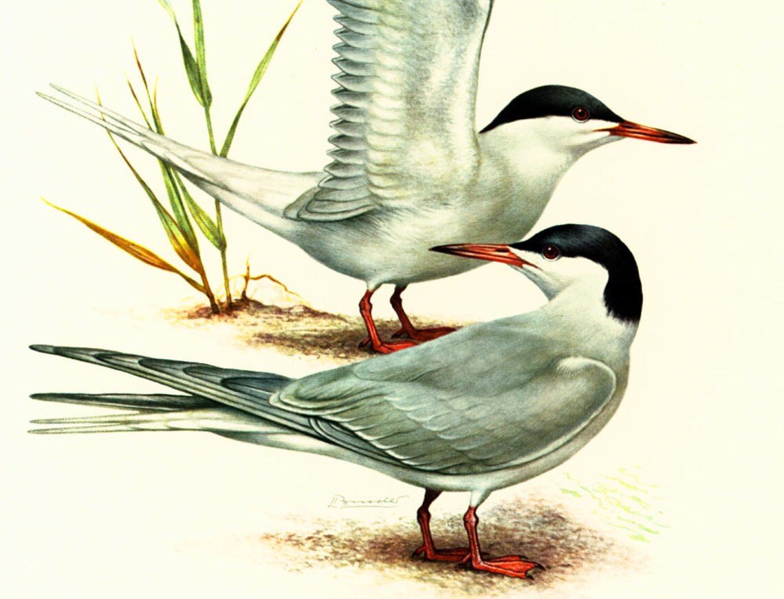 1969 Vintage Common Tern Print, Sea Bird Illustration, Wall Art ...