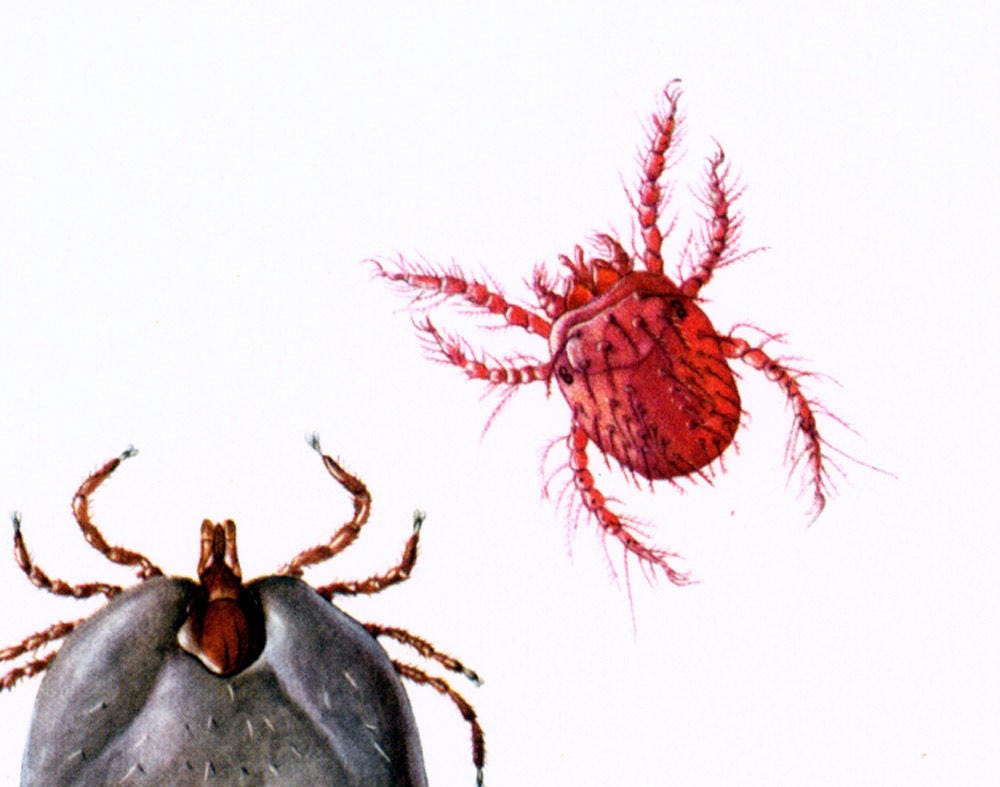 1960 Mites Ticks Identification Chart Print. Illustration. | Etsy
