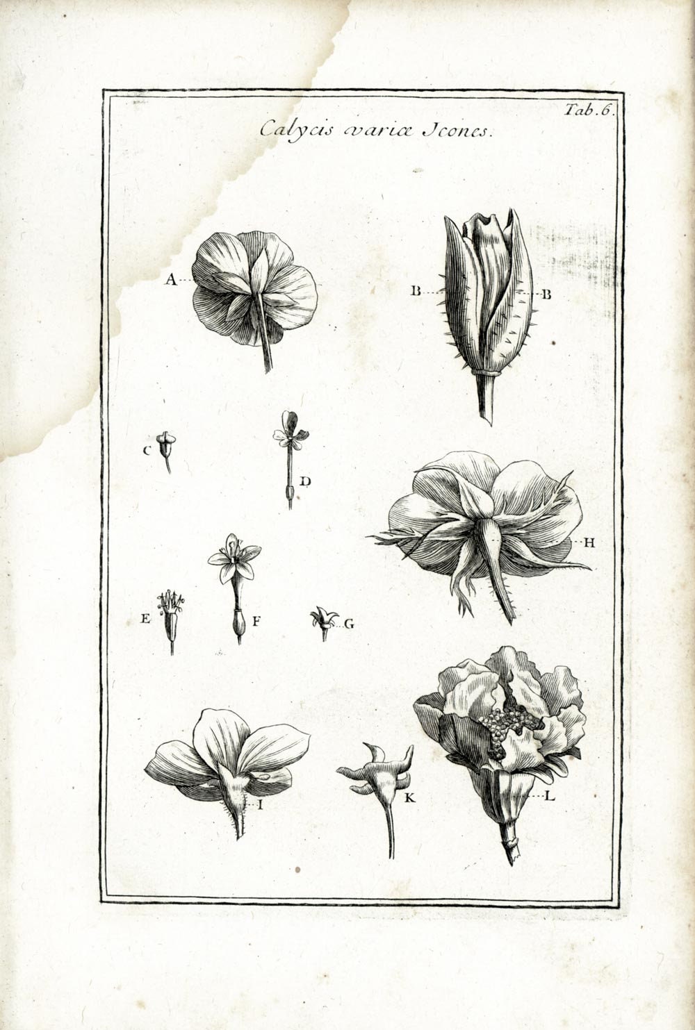 Calyx Plant Anatomy Britannica