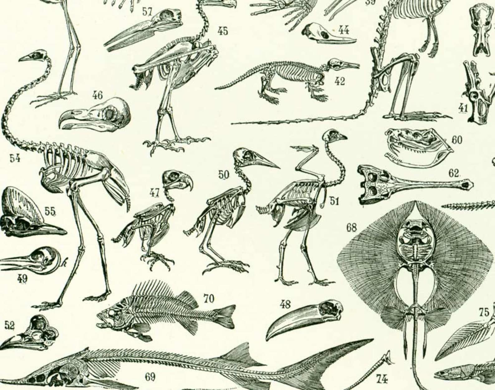 1933 Los diferentes tipos de esqueletos. Zoología. Historia | Etsy