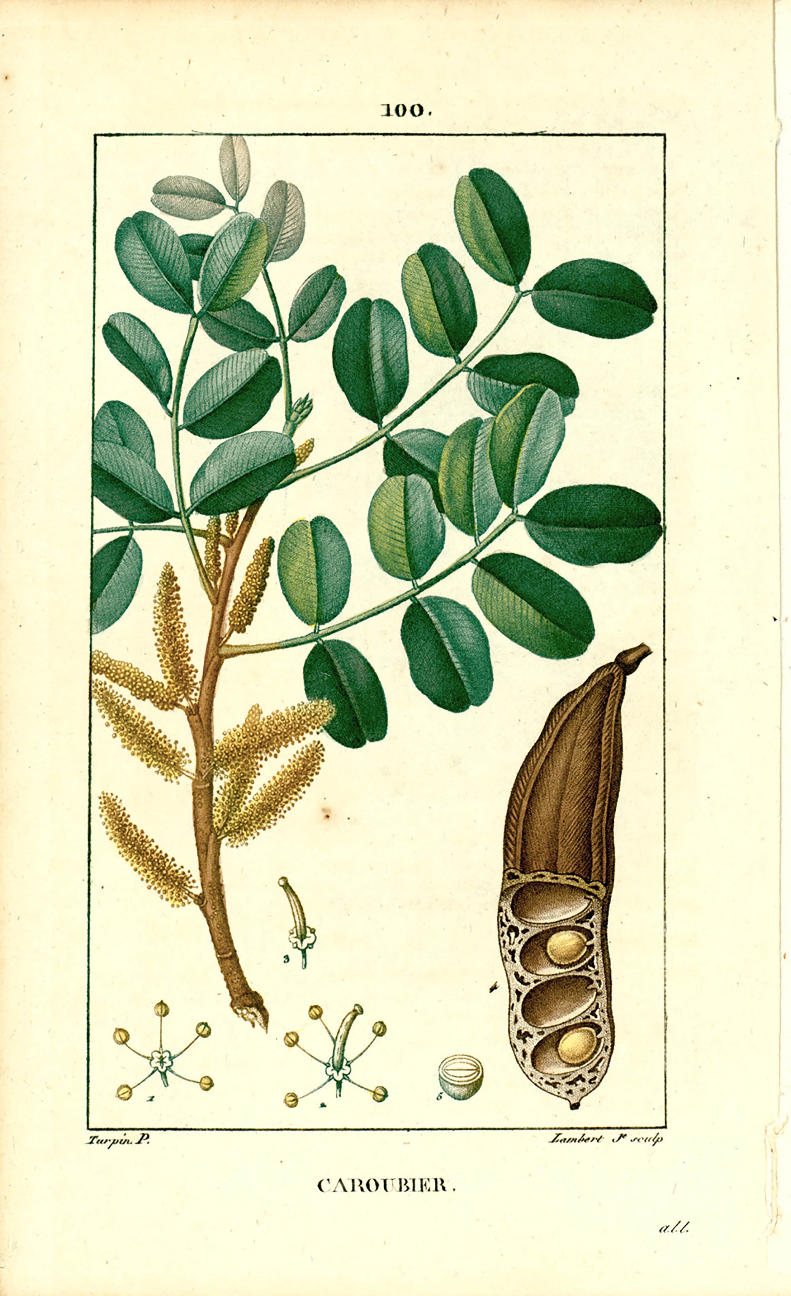 1814 Antique Carob Tree Print Medicinal Plant Botanical Botany Print ...