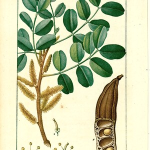 1814 Antique Carob Tree Print Medicinal Plant Botanical Botany Print ...