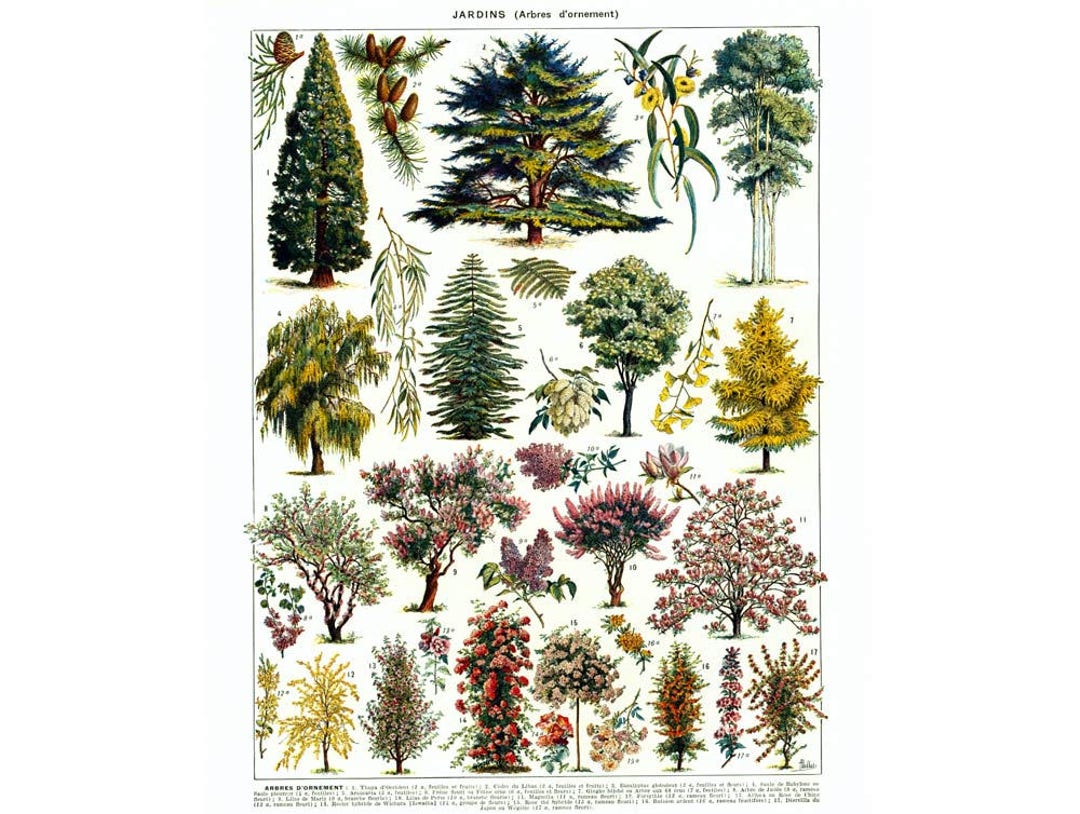 1933 Vintage Trees Print. Garden Trees. Antique Ornamental Tree Print ...