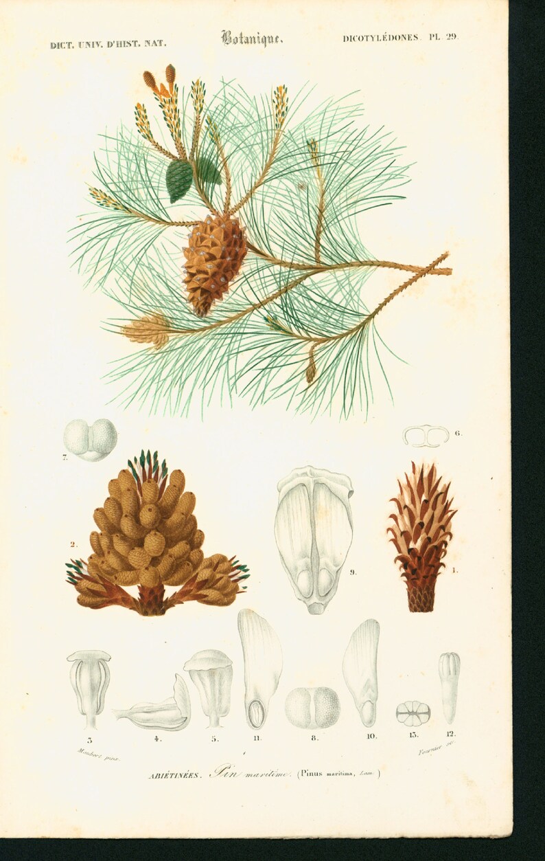 1861 Maritime Pine Antique Engraving Hand Colored Original Antique ...