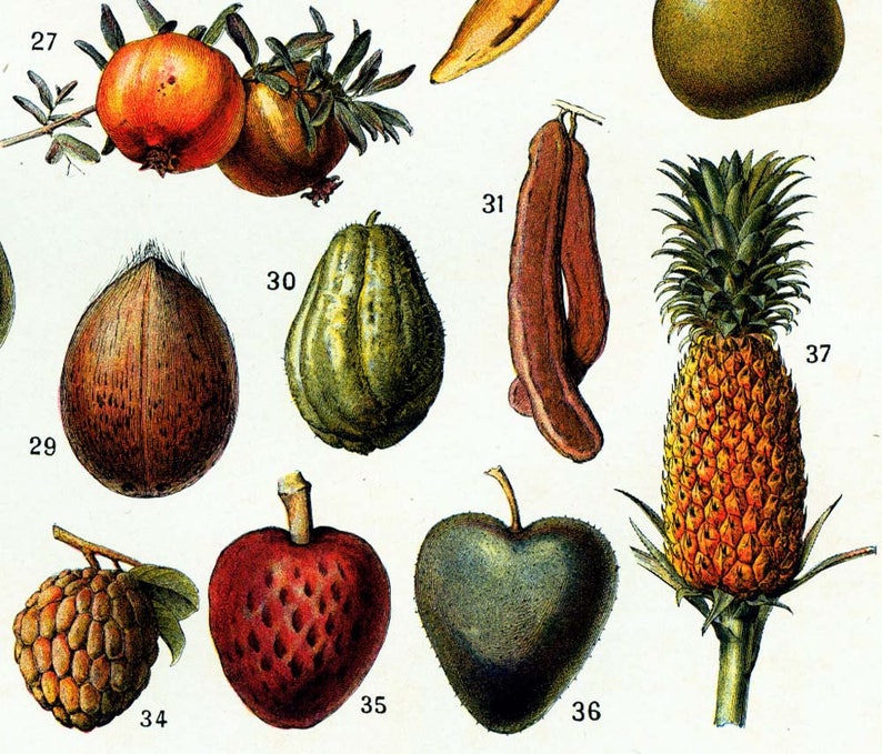 1933 Vintage Culinary Fruit Antique Botanical Chart Print. - Etsy