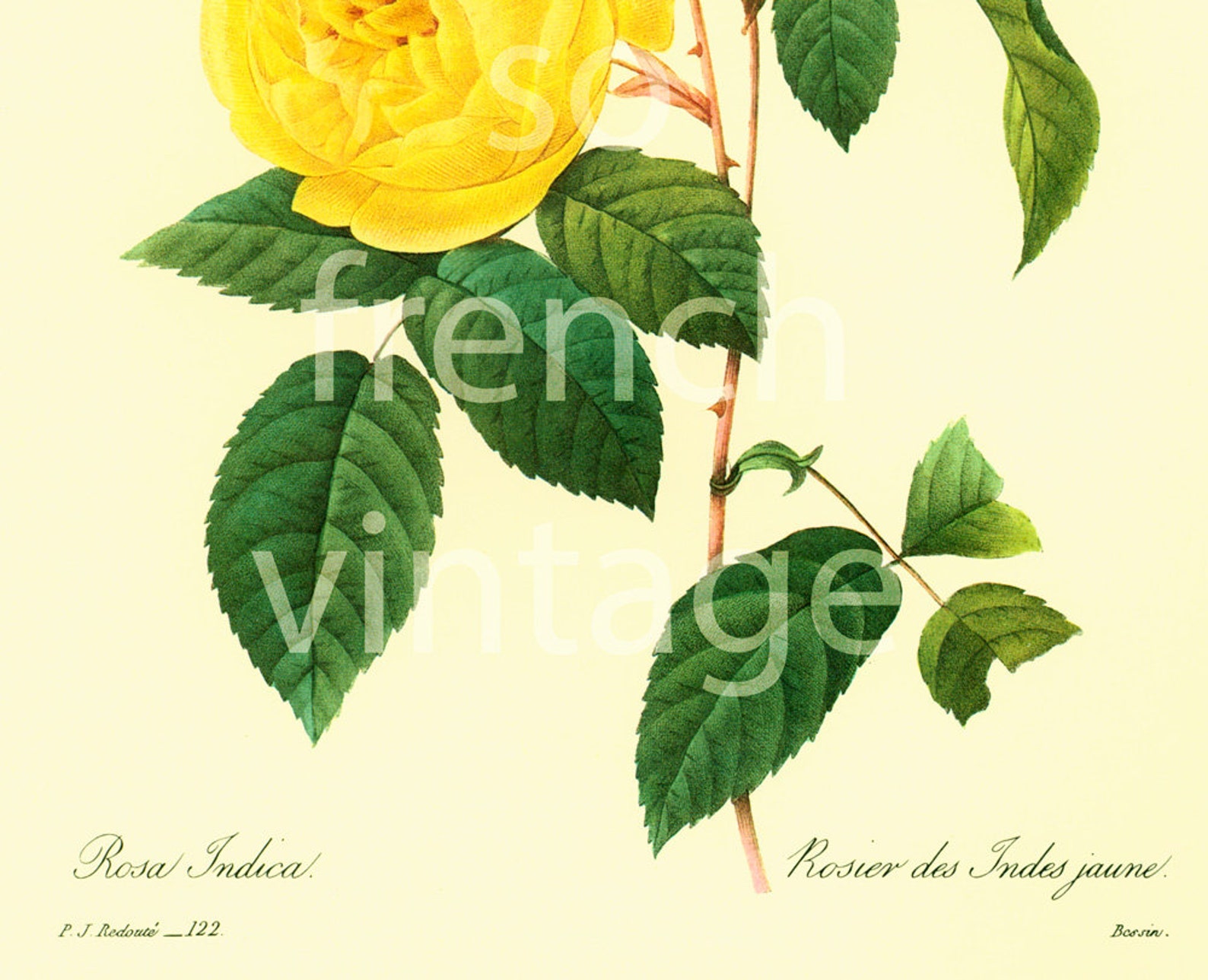 Rosa Indica Large Size Botanical Print REDOUTE FLOWERS Garden - Etsy