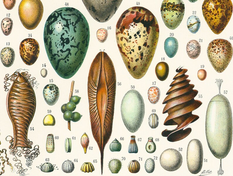 1933 Antique Eggs Identification Chart Print Vintage Bird - Etsy