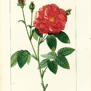 1814 Dog Rose Rosa Canina Antique Print Leaf Fruit Plant Natural ...