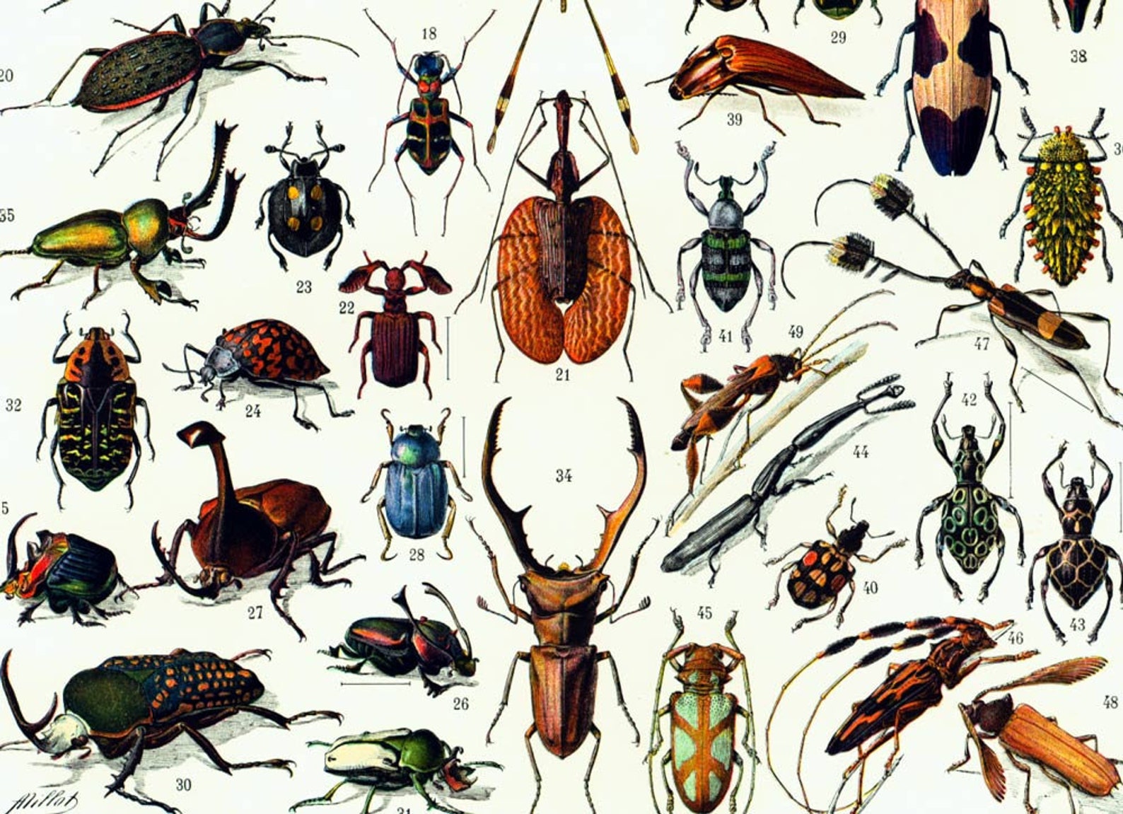 1933 Insectes Planche Entomologie Originale Cigales Larousse - Etsy France