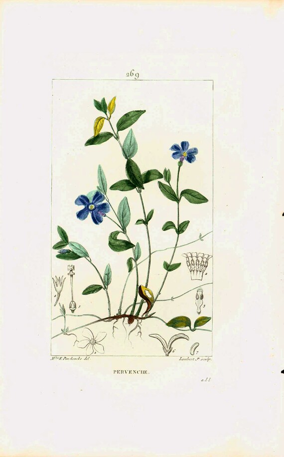 Dessin De Plante De Pervenche
