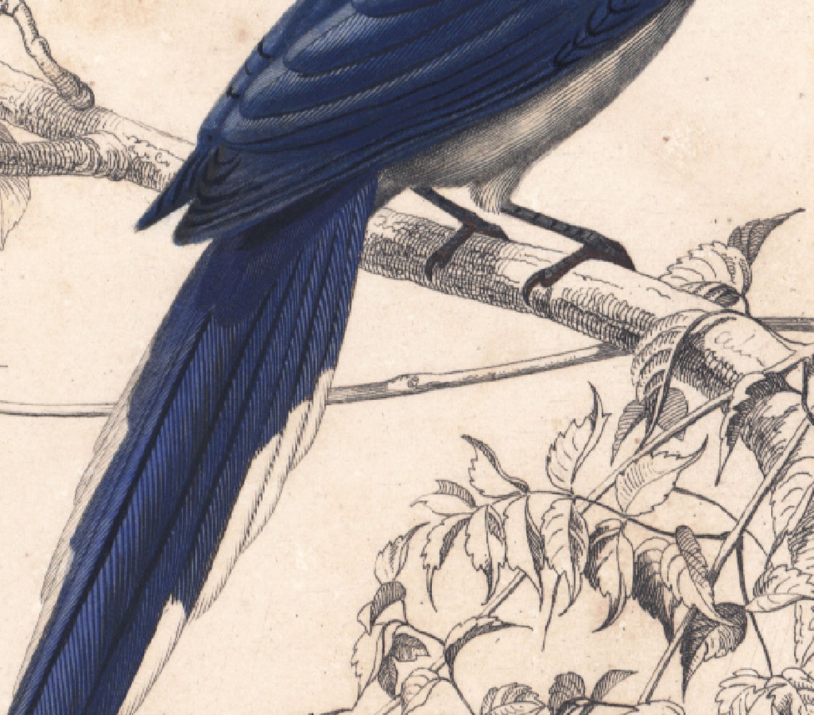 1861 Blue Magpie Antique Hand Colored Engraving French - Etsy