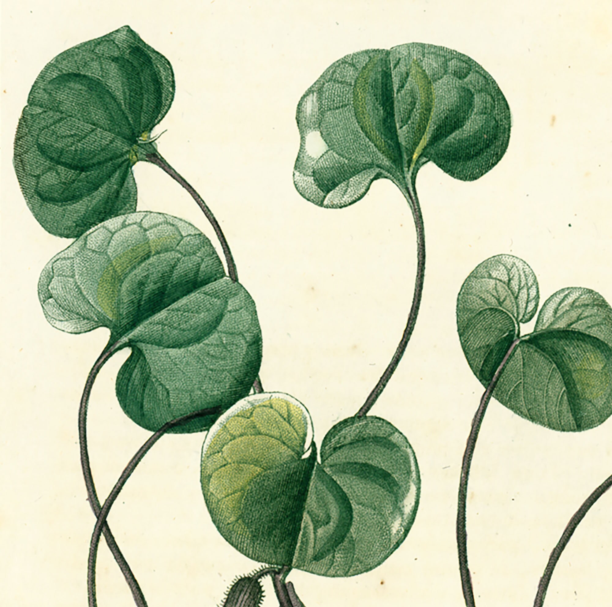 1814 Antique Asarum Wild Ginger Print Plant Natural History Botanical ...