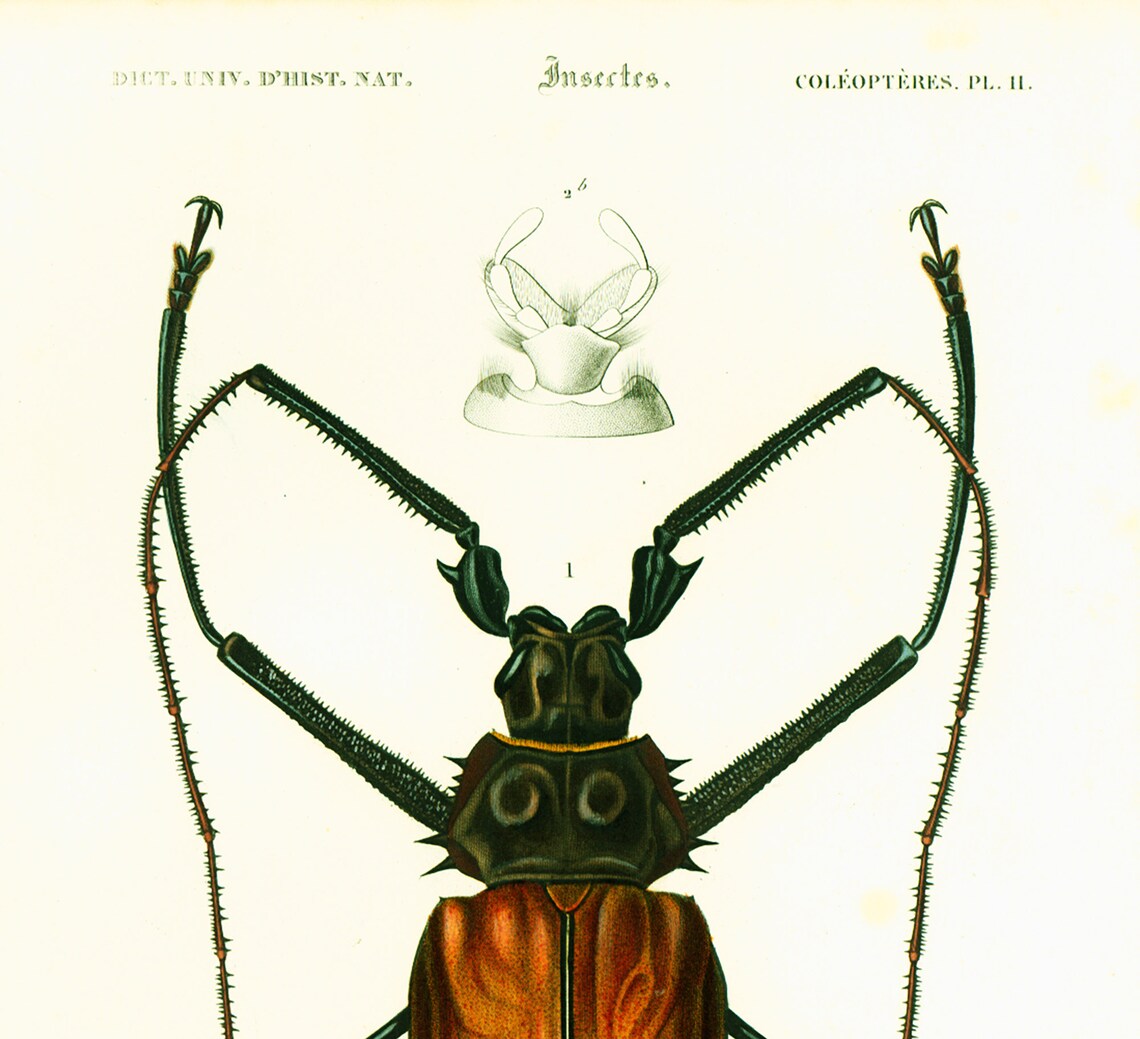1861 Original Print Insects Coleoptera Beetles Orbigny Antique | Etsy