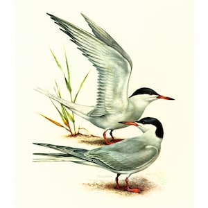 1969 Vintage Common Tern Print, Sea Bird Illustration, Wall Art ...
