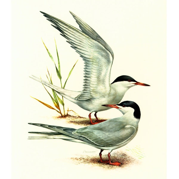 Common Tern - Etsy