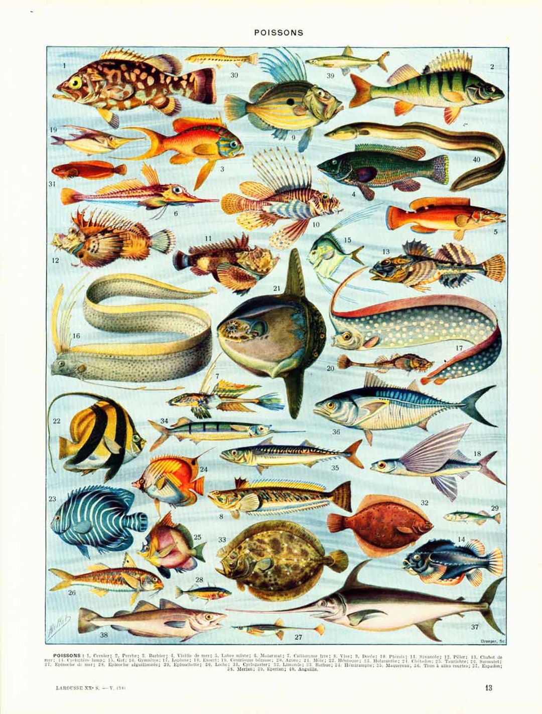 1933 Antique Fish Chart Print. Fishing Fisheries Game Fish Larousse ...