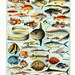 1933 Antique Fish Chart Print. Fishing Fisheries Game Fish Larousse ...