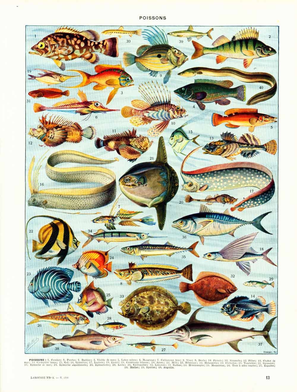 1933 Antique Fish Chart Print. Fishing Fisheries Game Fish - Etsy