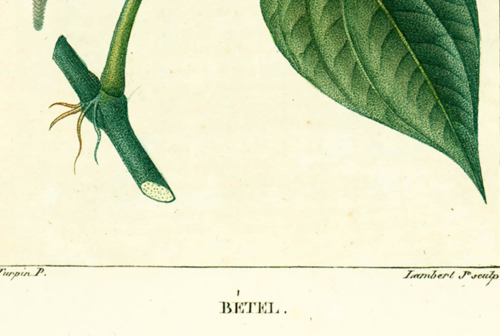 1814 Betel Leaf Piper Betle Antique Print Plant Natural History ...