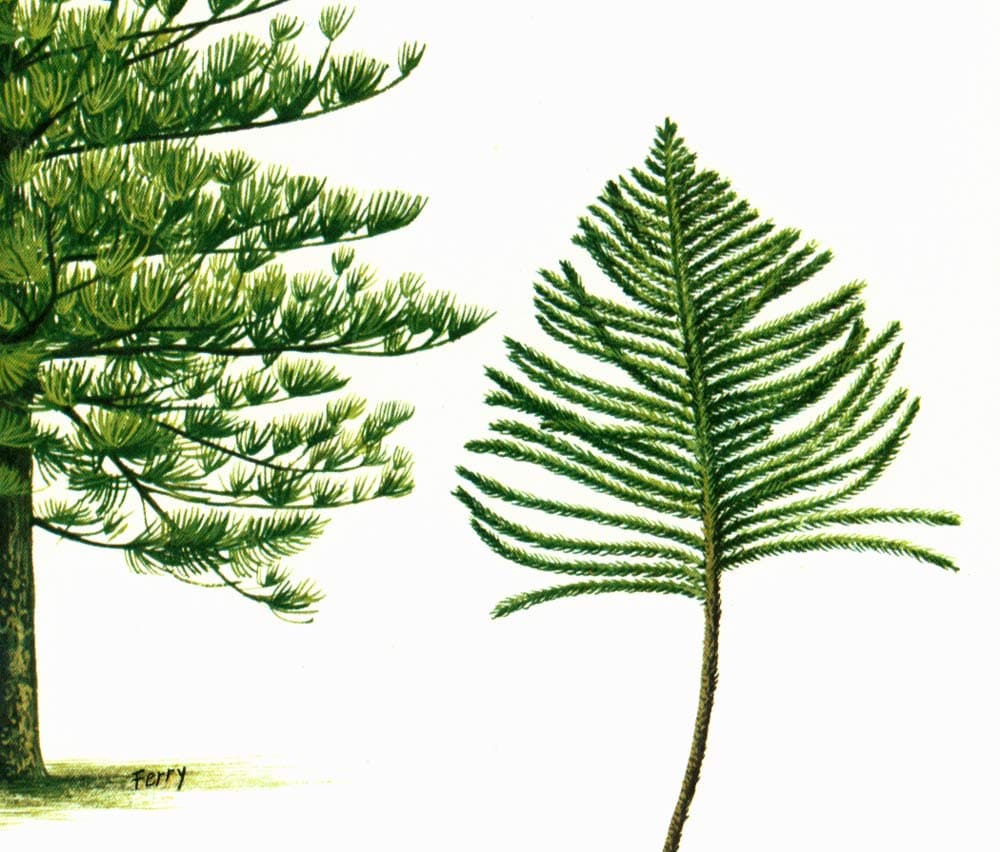 1967 Araucaria Print Vintage Botanical Illustration Wall Art Home Decor ...