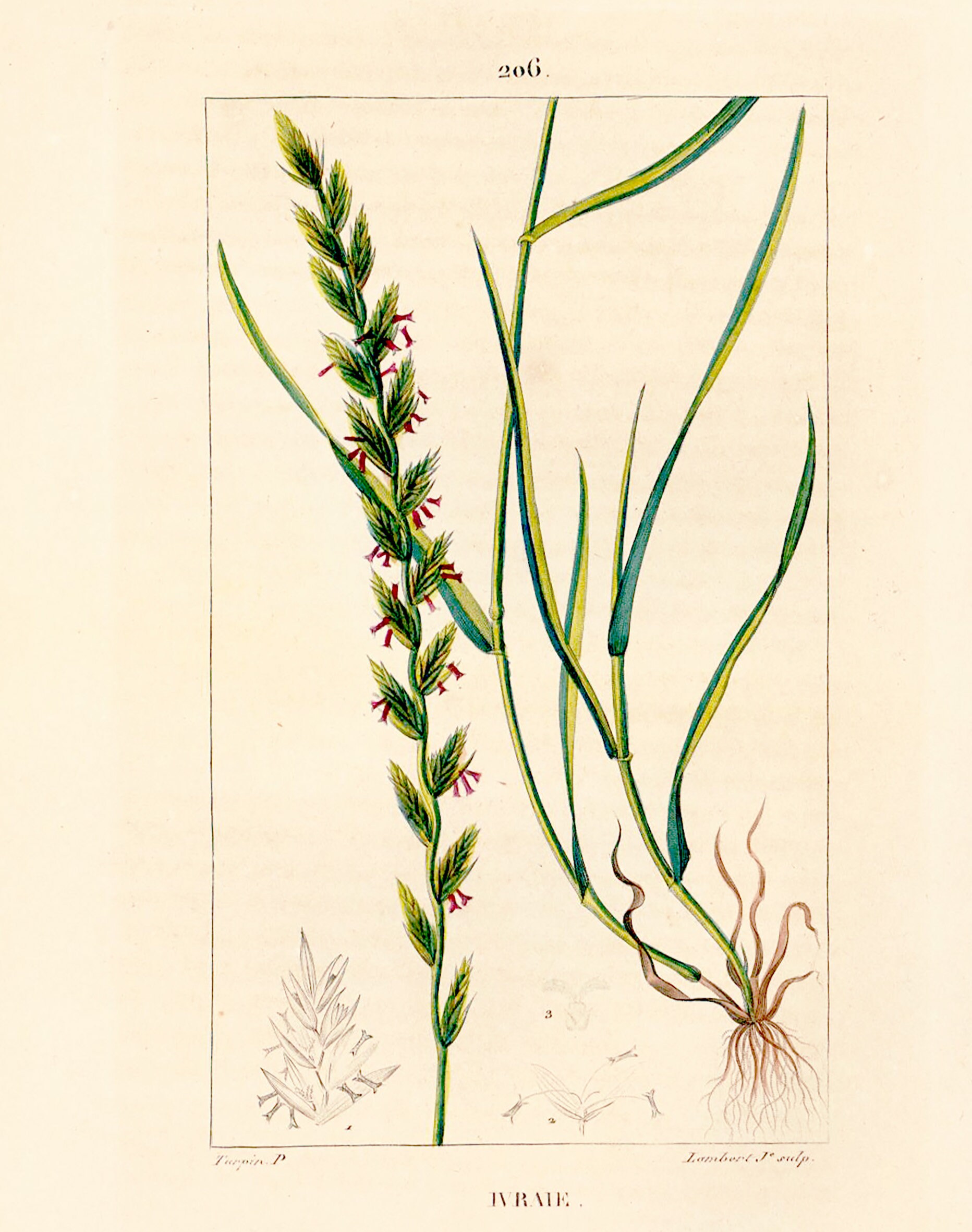 1831 Antique Poison Darnel Poisonous Medicinal Plant Print | Etsy