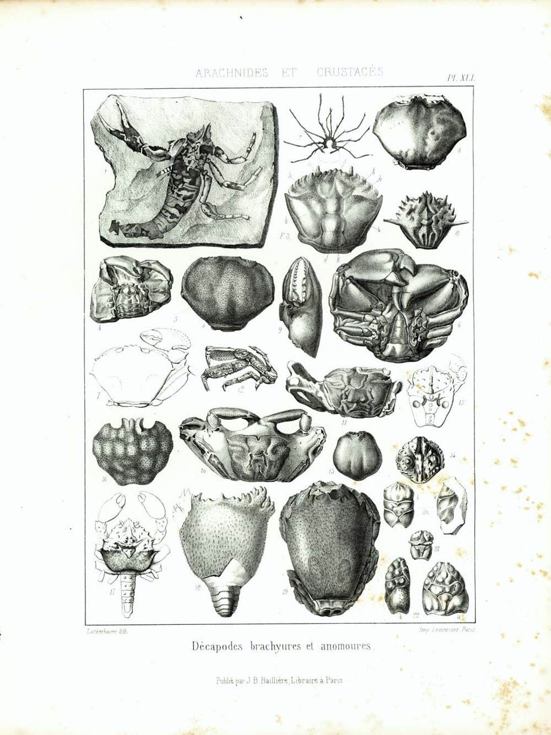 1853 Antique Fossil Crustaceans XL Print. Crabs, Shellfish, Crayfish ...