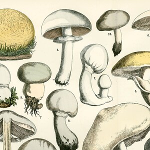 1885 Agaricus Identification Chart Antique Print Fungi Edible Poisonous ...