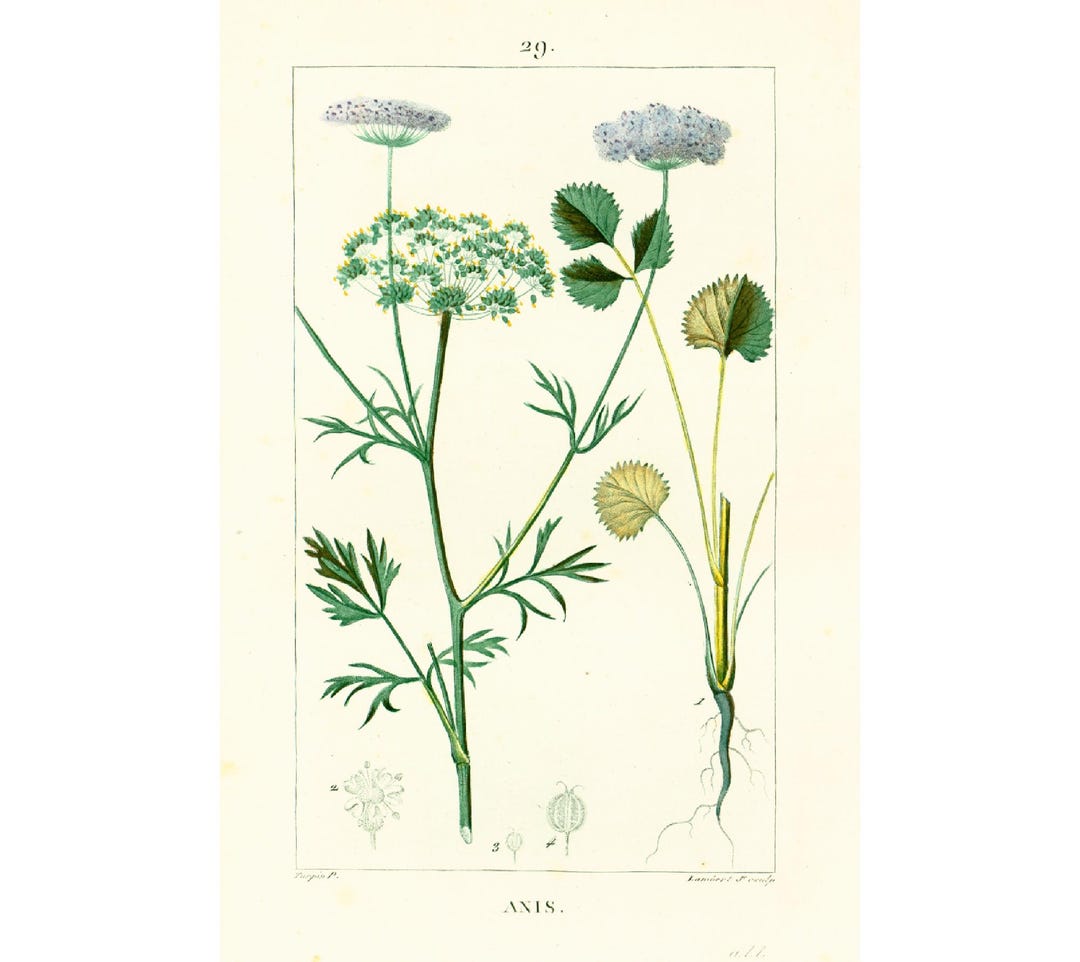 1831 Antique Anise Aniseed Roots Flower Plant Botanical Medicinal Plant ...