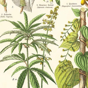 1869 Antique Cannabis Sativa Drug Hemp Humulus Hop Date Palm Purple Yam ...