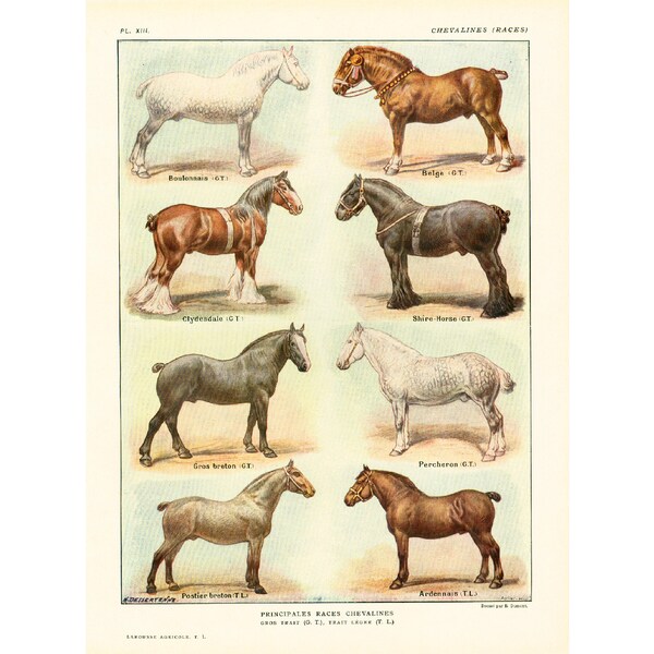 Horse Breed Chart - Etsy