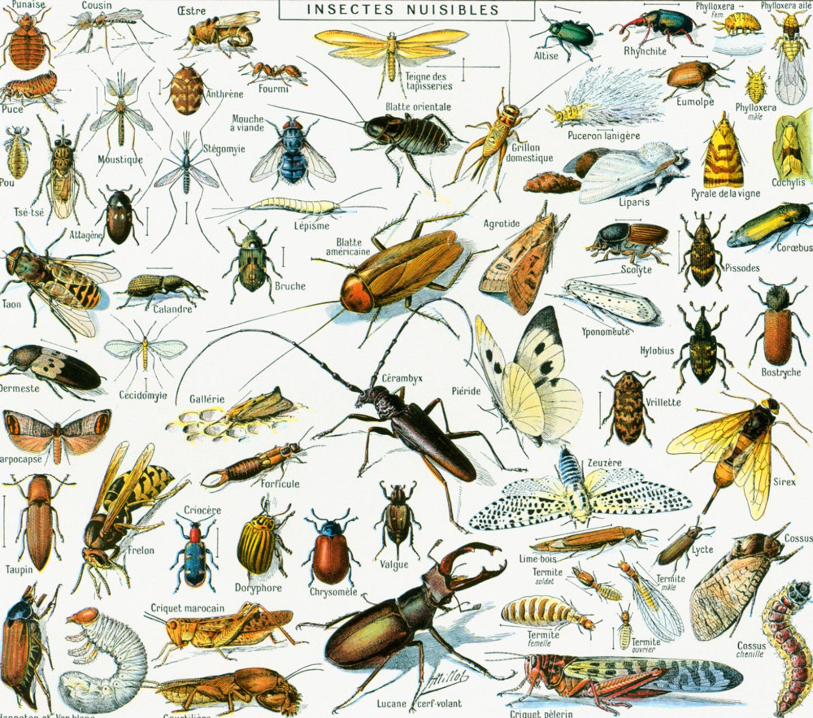 1930 Insectes planche illustrée couleur ancienne originale - Etsy France