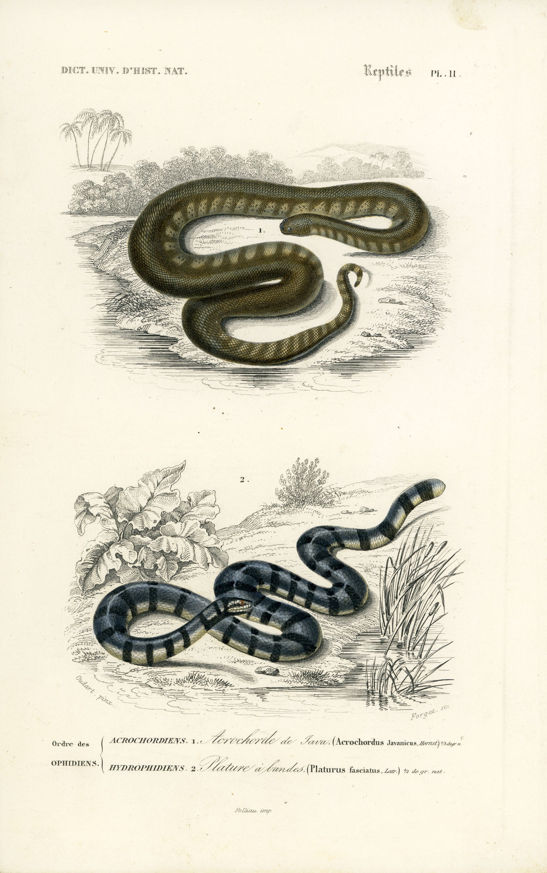 Reptiles Snakes Drawing