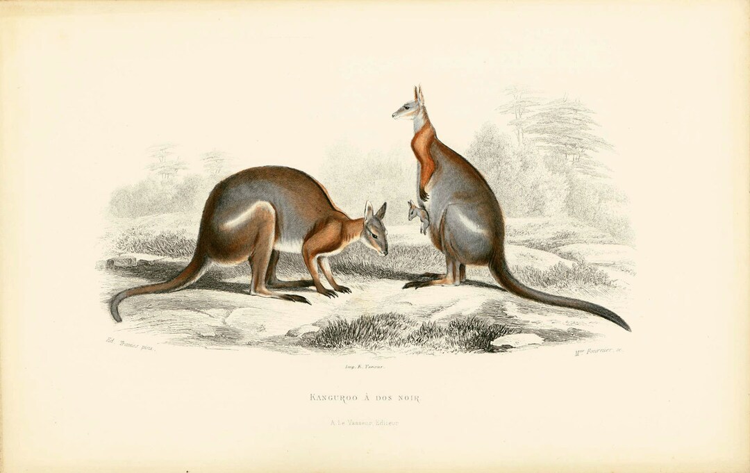1861 AUTHENTIC Kangaroo Antique Engraving, Marsupial, Macropodidae ...