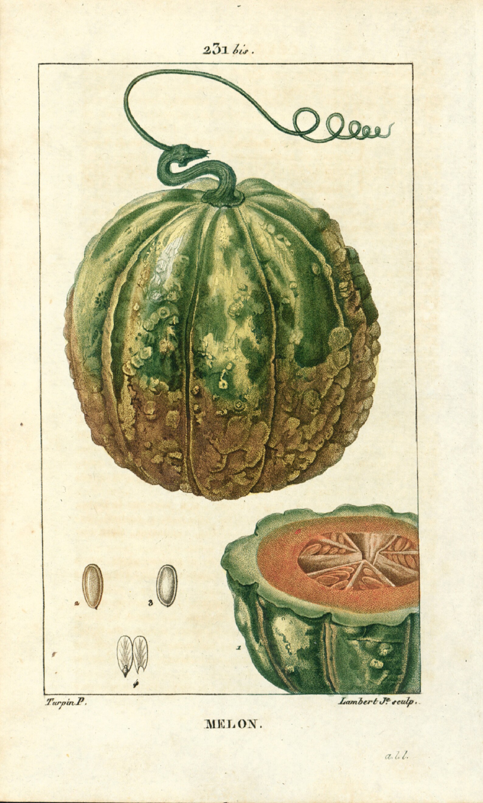 1814 Pumpkin Cucurbita Pepo Antique Print, Fruit Vegetable Plant ...