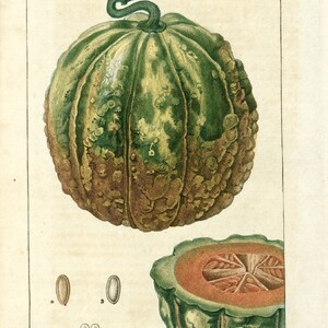 1814 Pumpkin Cucurbita Pepo Antique Print, Fruit Vegetable Plant ...