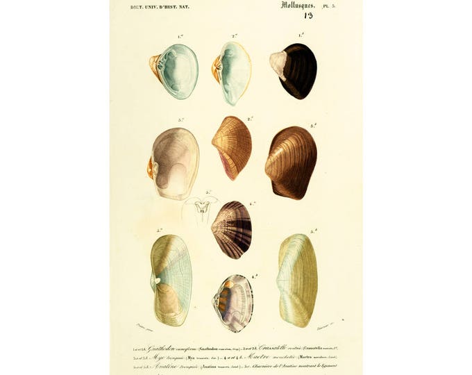 1861 Antique Shell Print, Original Clams Lithograph, Orbigny ...