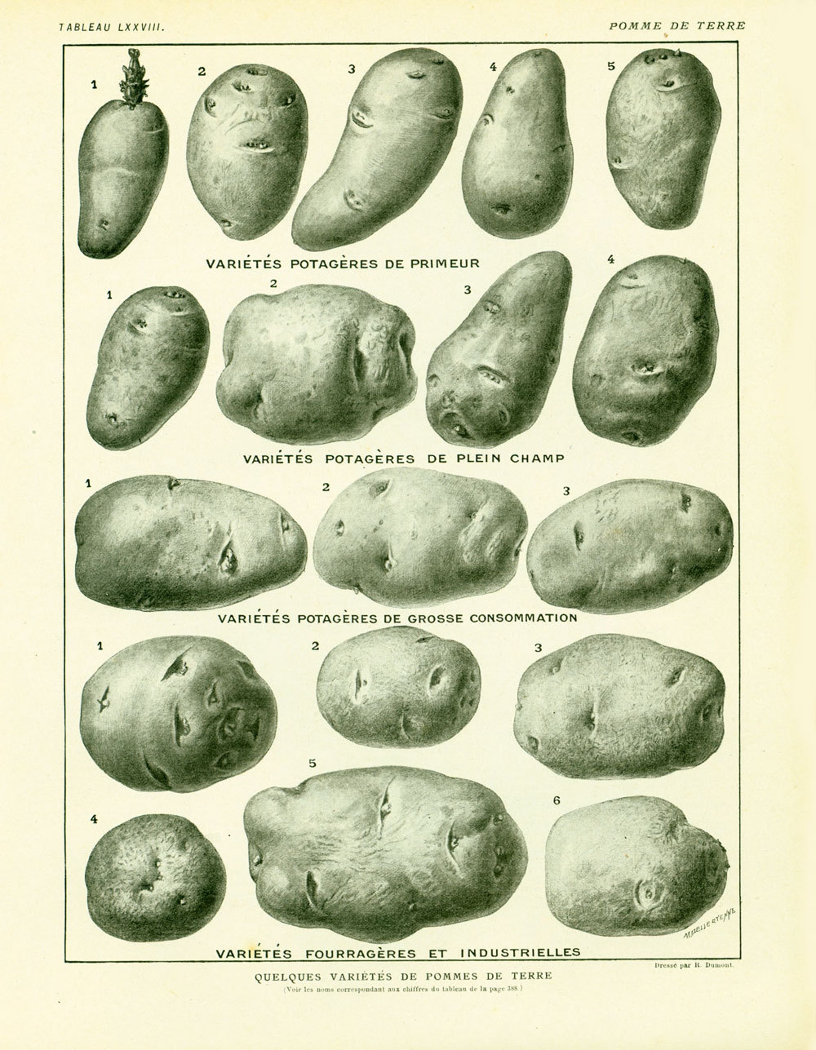 1922 Vintage Potatoes Print Antique Potato Print Vegetables | Etsy