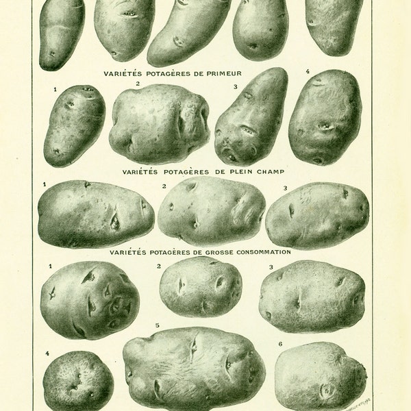 Potato Print - Etsy
