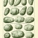 1922 Vintage Potatoes Print Antique Potato Print Vegetables | Etsy