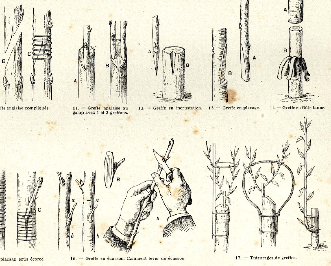 1922 Art du greffage. Principales sortes de greffes. - Etsy France