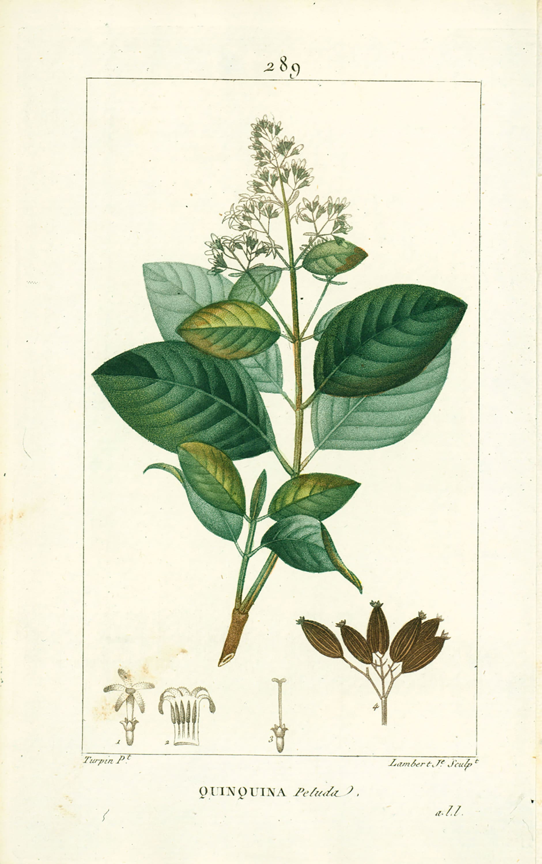 Cinchona Officinalis